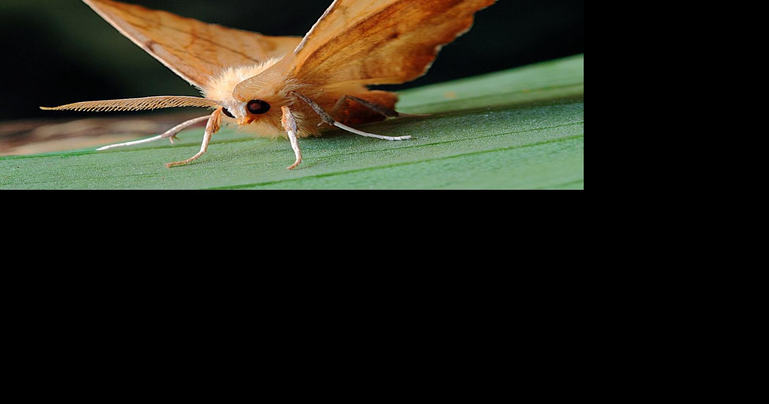Master Gardener: Grab a camera and give National Moth Week a hand ...