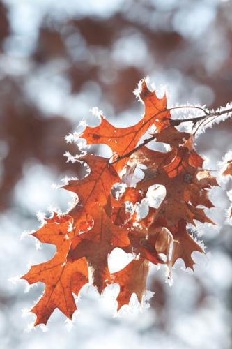 Master Gardener: Exploring oaks, acorns and mast years | Lifestyles ...