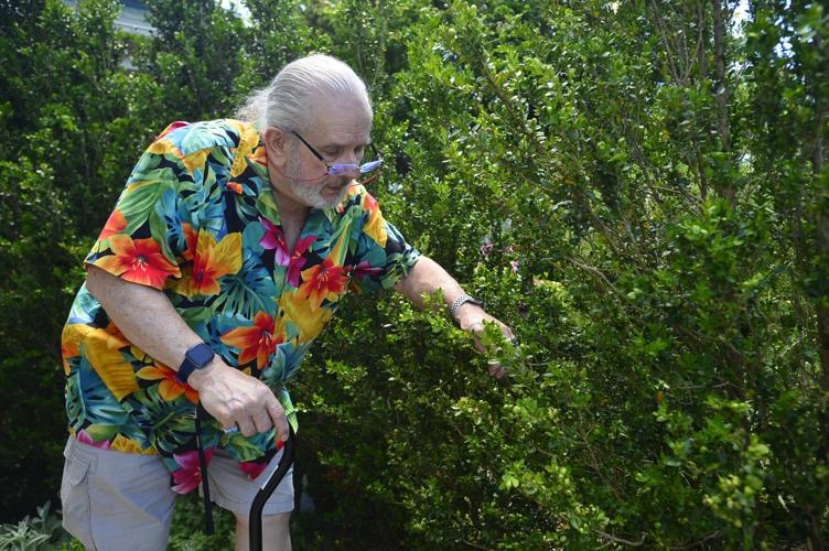 Master Gardener: A tough time for boxwoods | Lifestyles ...