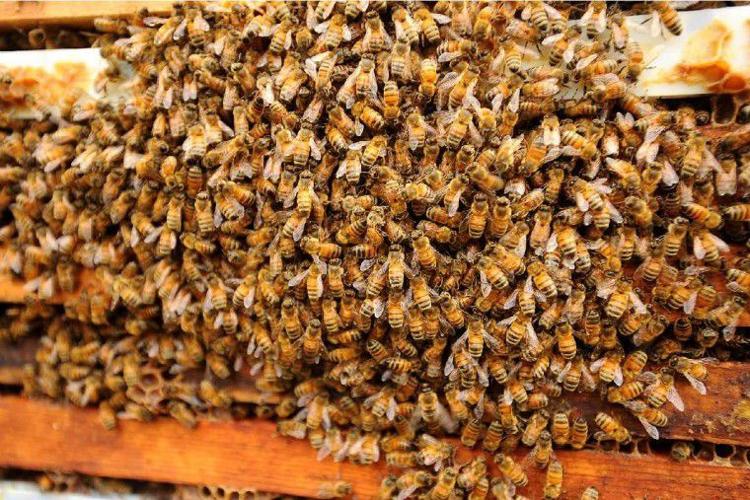 Honey-seeking bears ravage Varysburg beehives | News ...