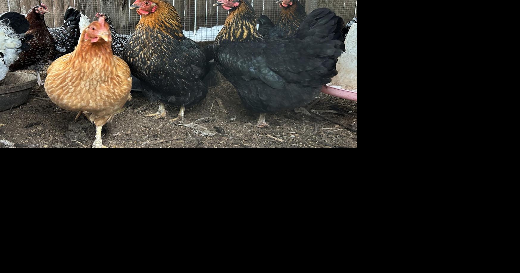 State officials urge ongoing HPAI precautions | News ...