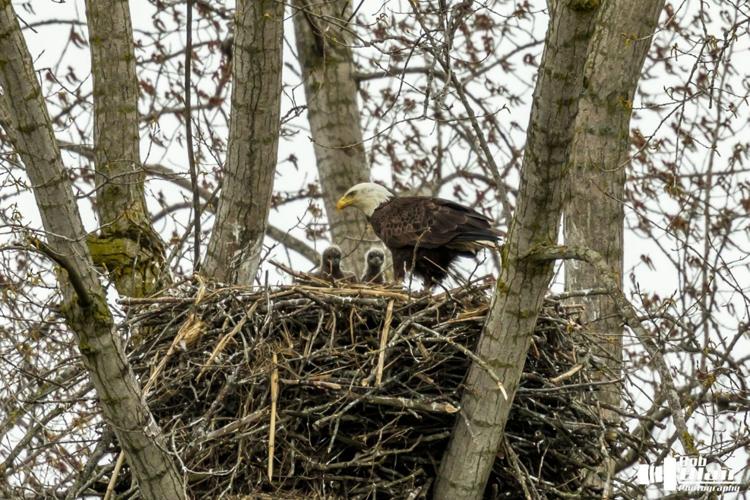 Caledonia photographer says watching eagles grow has been ‘so cool to ...