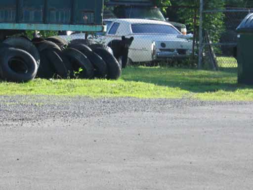 Photos: Bear in Batavia | News | thedailynewsonline.com