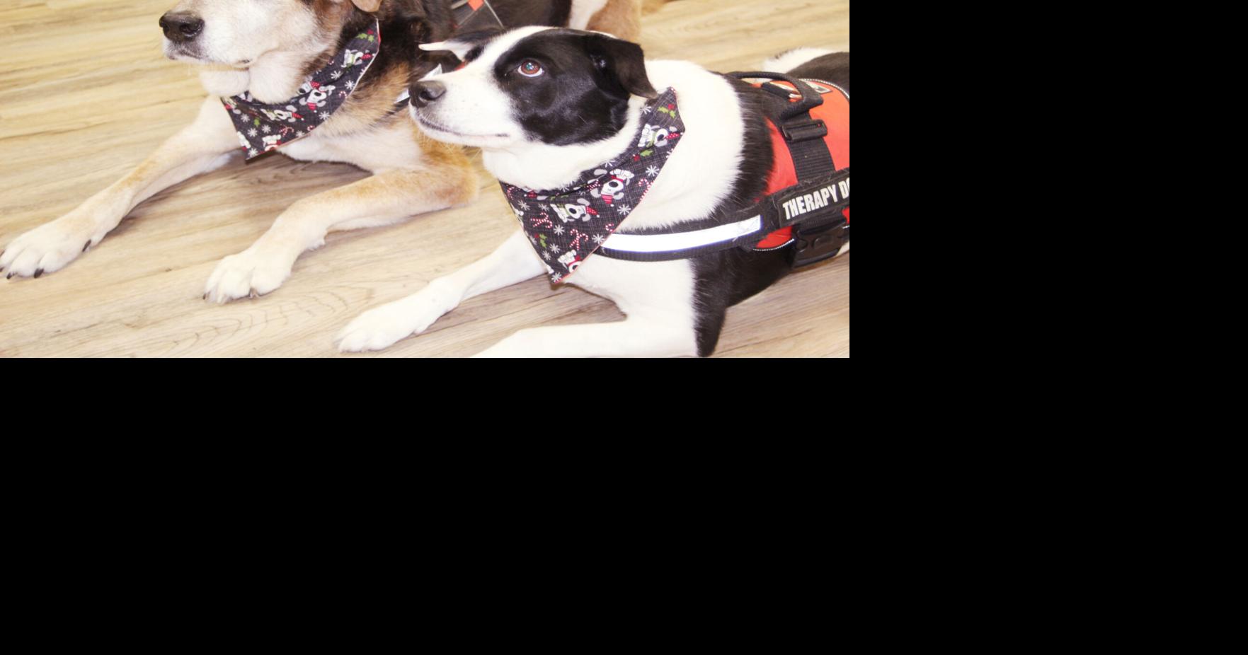 Editorial — An academic boost: Therapy dogs benefit students and staff ...