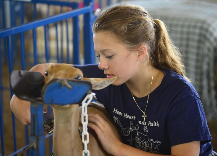 PHOTOS: Summer days at the Orleans County Fair | News ...