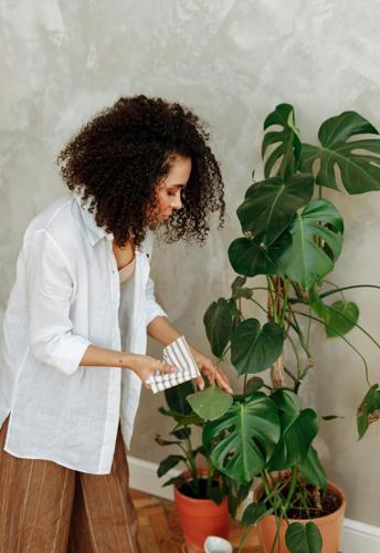 Master Gardener: This is the 'Year of the Monstera' | Lifestyles ...