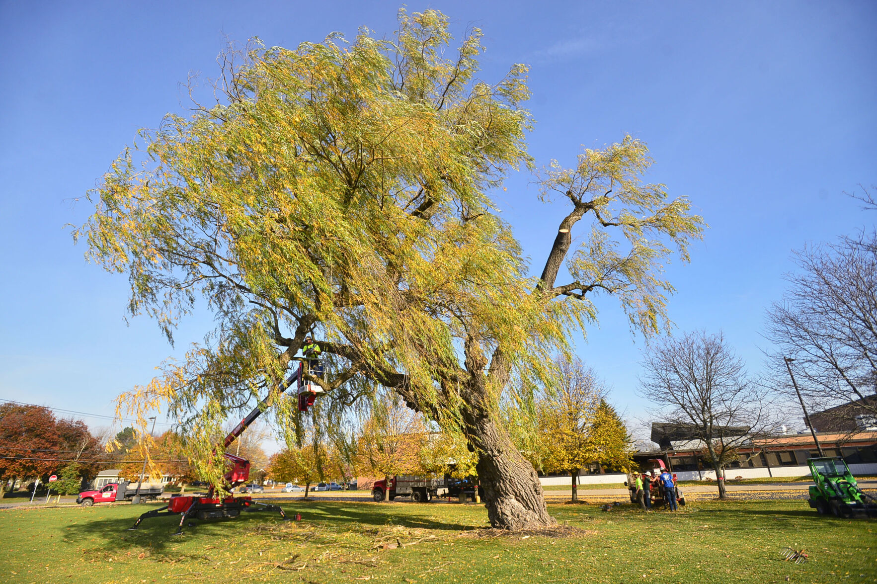 Batavia High School's willow tree gets some TLC | News ...