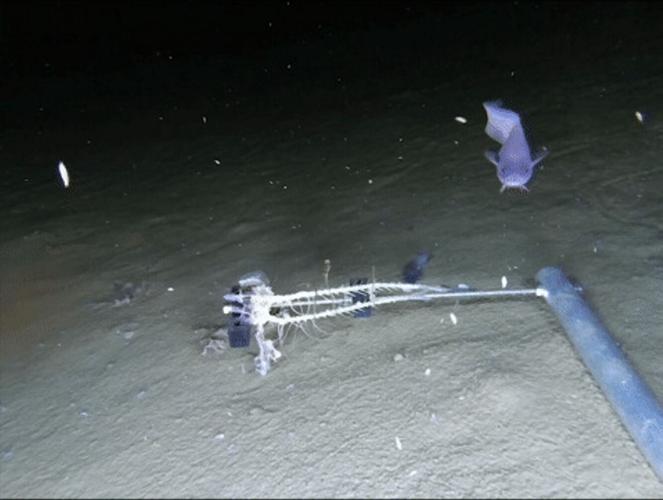 SUNY Geneseo professor part of team that discovered new fish species ...