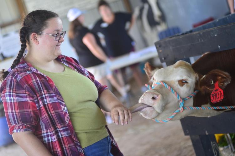 Orleans County Fair enters fifth day with animals, entertainment and ...