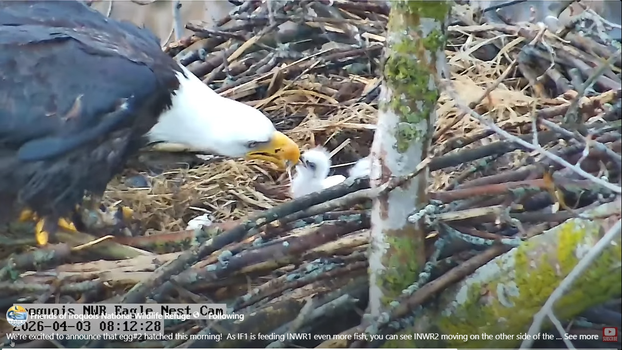 WATCH: Second eaglet hatches Friday at Iroquois NWR | Lifestyles ...