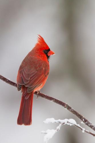 Feathered Friends: February brings first signs of spring | Lifestyles ...