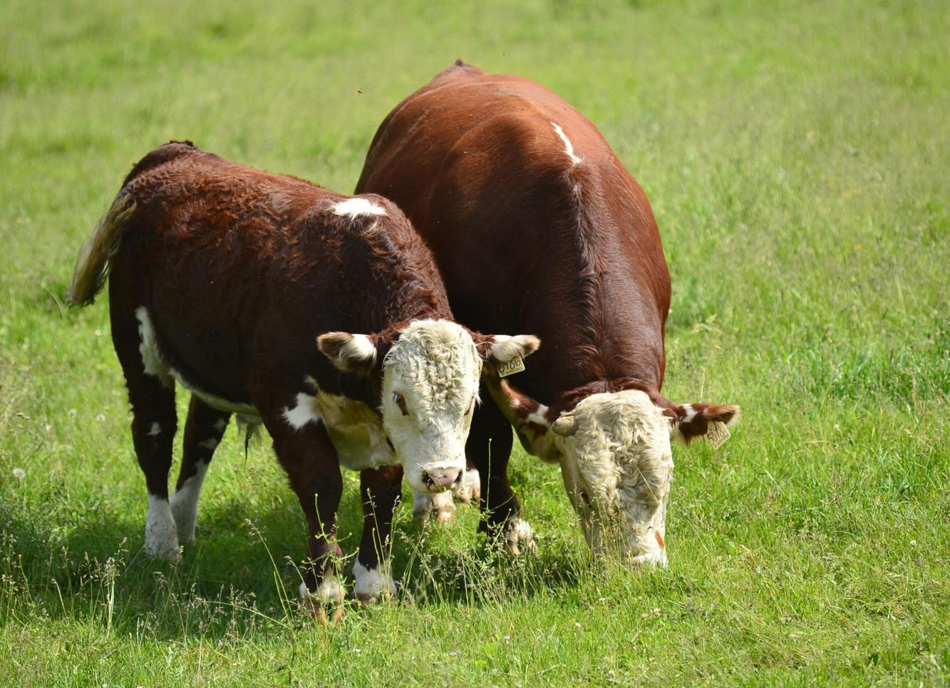 USDA: Enrollment underway for federal Grassland Conservation Reserve ...
