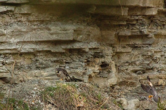 Peregrine Falcon nest found in Stony Brook State Park | Lifestyles ...