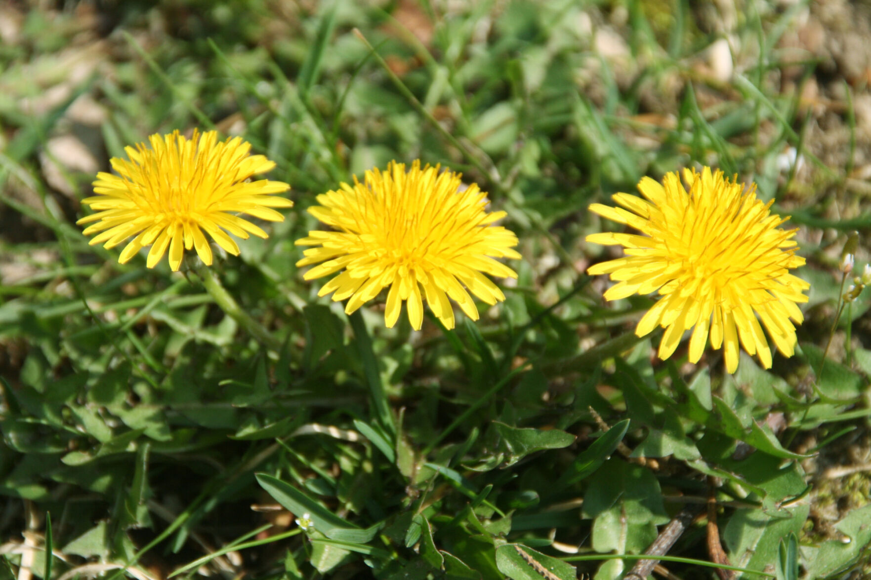 How to get rid of weeds naturally | Lifestyles | thedailynewsonline.com