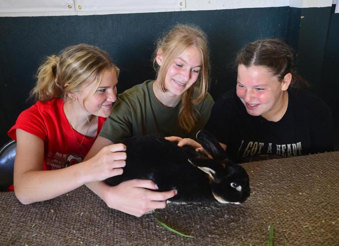 Orleans County Fair enters fifth day with animals, entertainment and ...