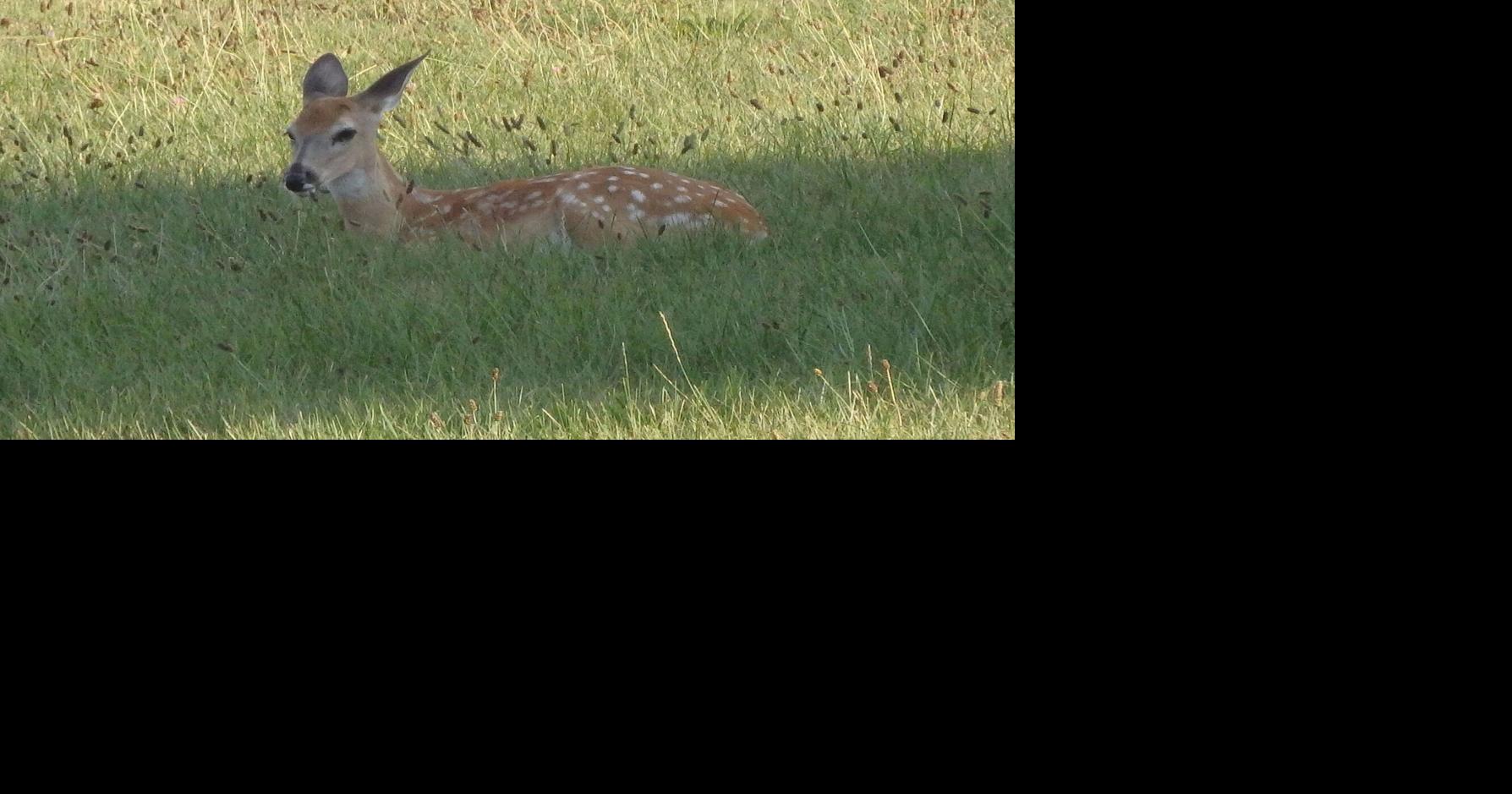 DEC advises, ‘Leave the fawns alone’ | Public Service News ...