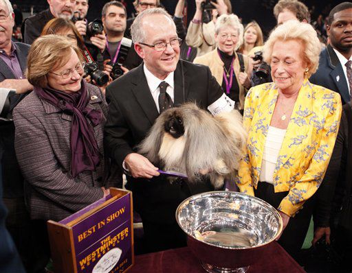 Pekingese becomes America's top dog at Westminster | Lifestyles ...