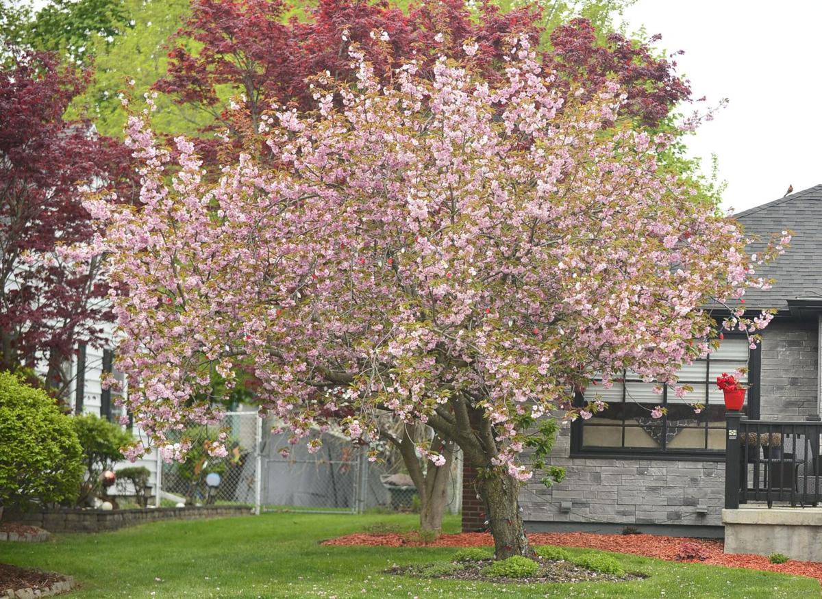Master Gardener: Gardening beneath trees is possible with care ...