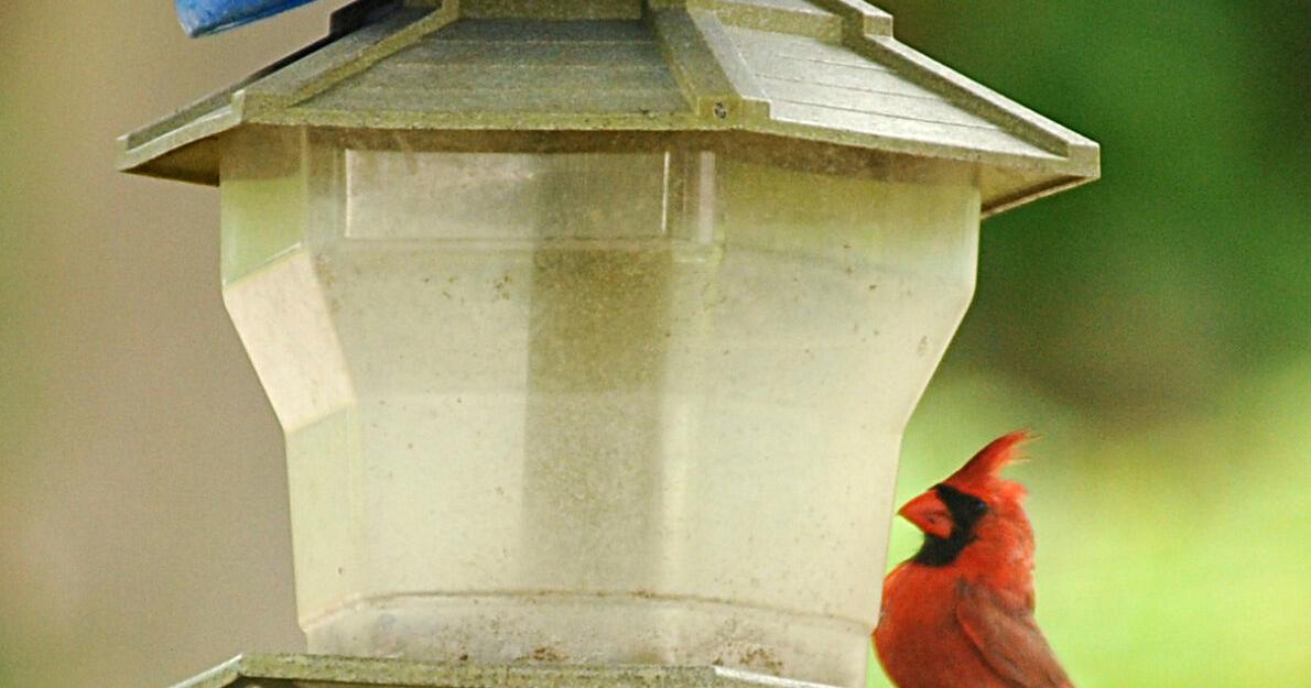 State DEC announces 2025 birdwatching challenge | Lifestyles | thedailynewsonline.com