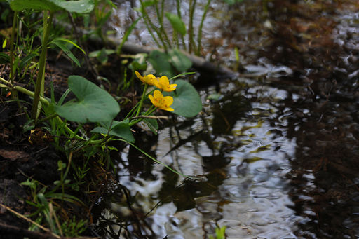 Society marking 75 years as caretaker of Bergen Swamp | Lifestyles ...