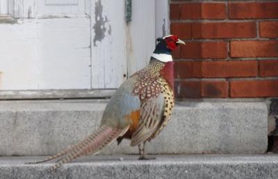 Pheasant hunting season starts Saturday in Western New York | News ...