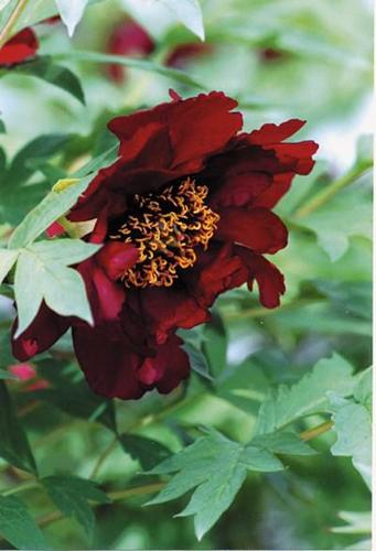 A legacy of color: Linwood Gardens celebrates tree peony collection ...