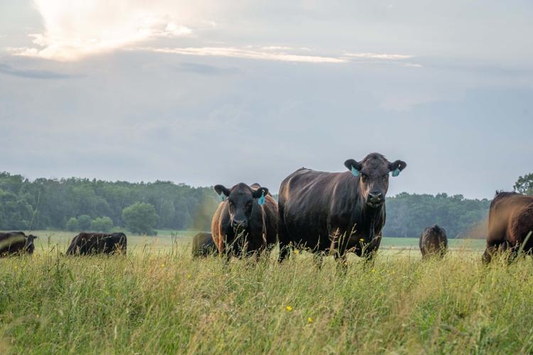 Farm of the year 'exemplifies ag' in Livingston County | Special ...