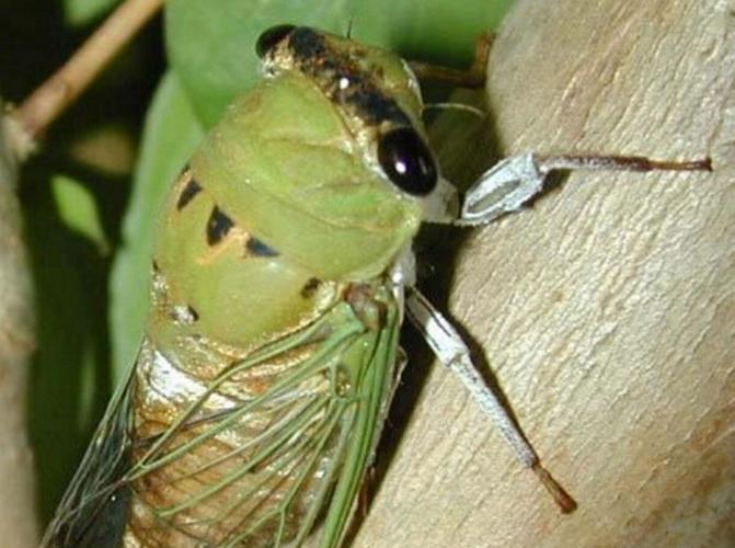 What’s all the buzz about cicadas? All’s quiet in GLOW region ...