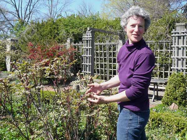 A legacy of color: Linwood Gardens celebrates tree peony collection ...