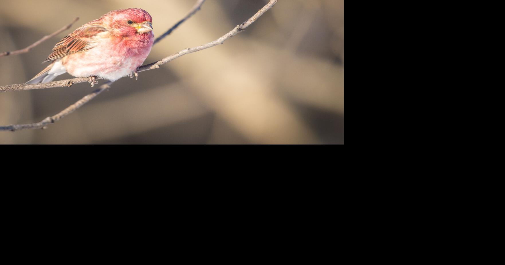 Feathered Friends: February brings signs of spring | Lifestyles ...