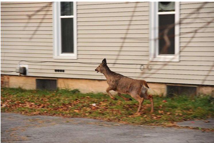 Deer smashes through bedroom window of Le Roy apartment house | News ...