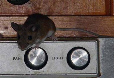 Virginia Kropf: One tough mouse | News | thedailynewsonline.com