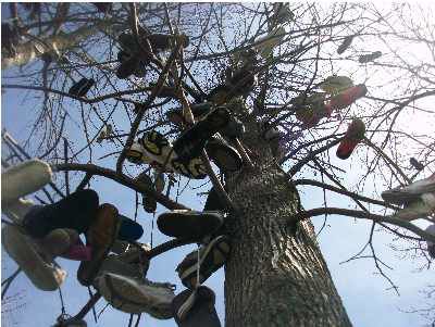 Welcome Matt: Stories are the leaves on the Lyndonville sneaker trees ...