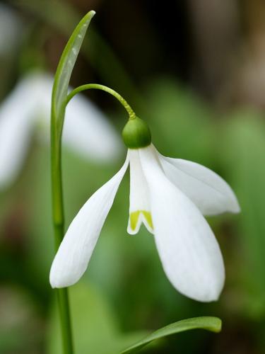 Master Gardener: 'Snowdrops' can liven your winter | Lifestyles ...
