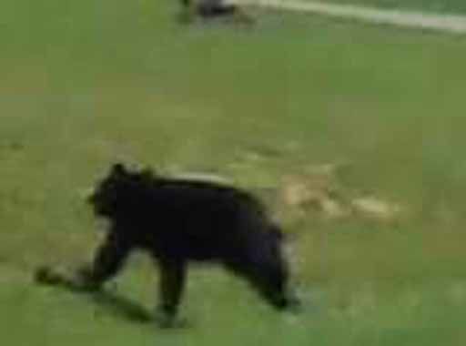 Photos: Bear in Batavia | News | thedailynewsonline.com