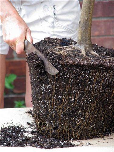 Gardening-Root Pruning | | thedailynewsonline.com