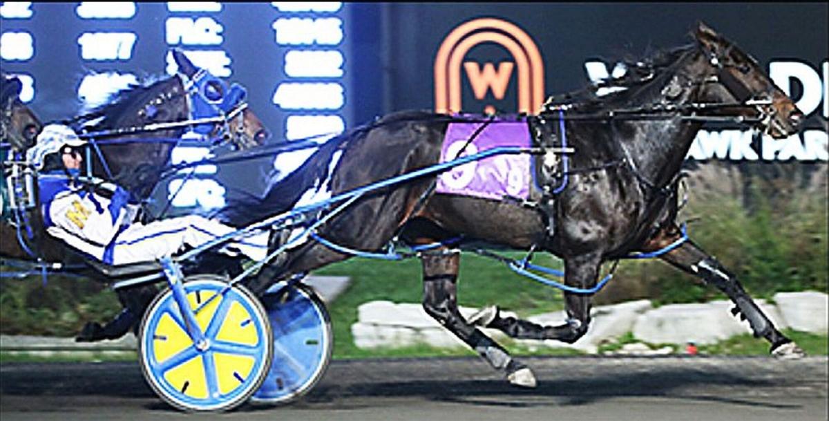HARNESS RACING: Locally owned Gia’s Surreal comes home for $75,000 Kane ...