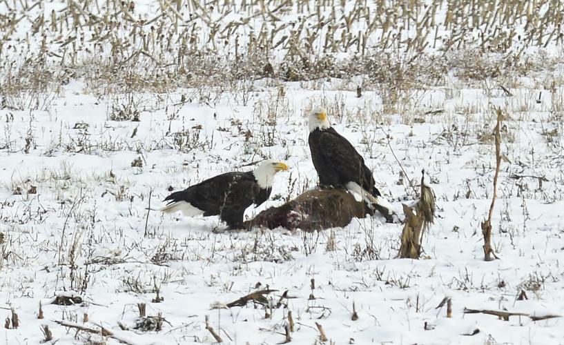 PHOTOS: Eagles feed in Elba | News | thedailynewsonline.com