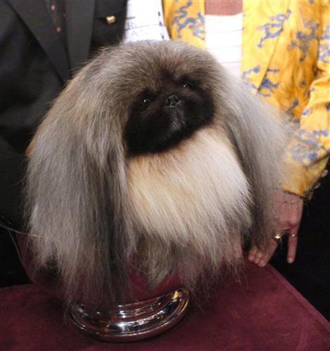 Pekingese becomes America's top dog at Westminster | Lifestyles ...