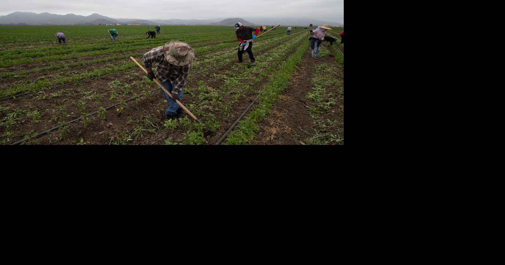 Editorial — Dallas Morning News: Instead of ICE raids on farmworkers ...