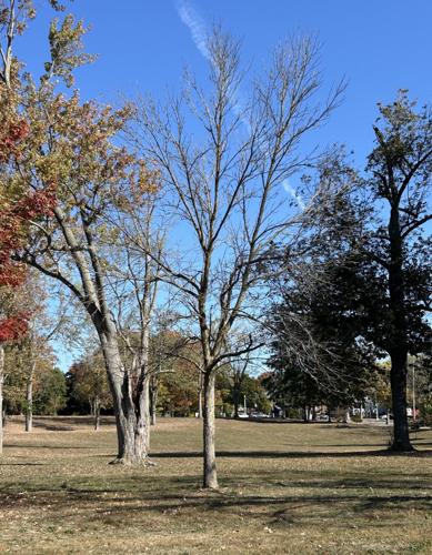 Master Gardener: Trees under drought stress | Lifestyles ...
