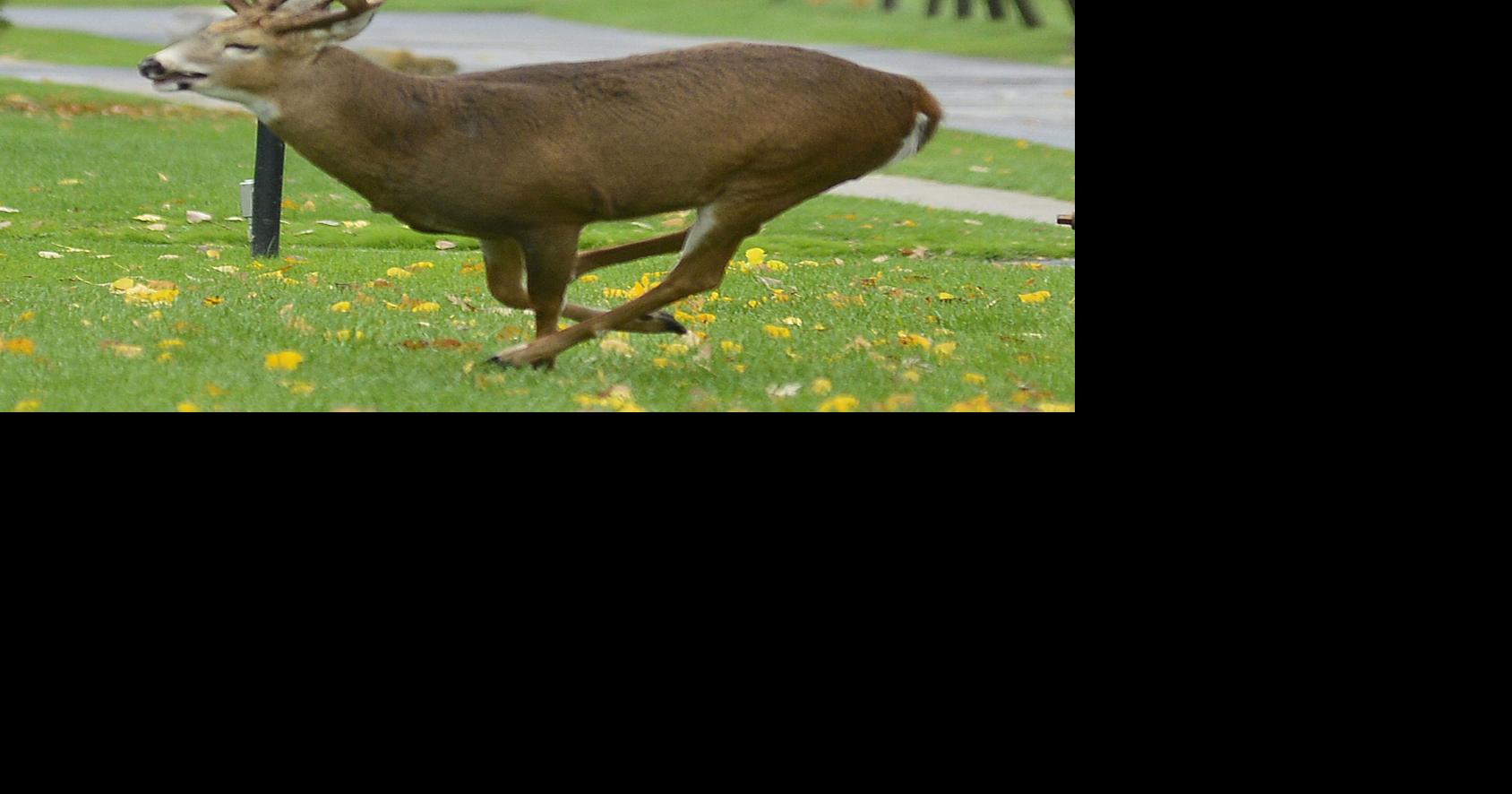 I’ve shot a trophy buck every year on opening day morning | Opinion ...