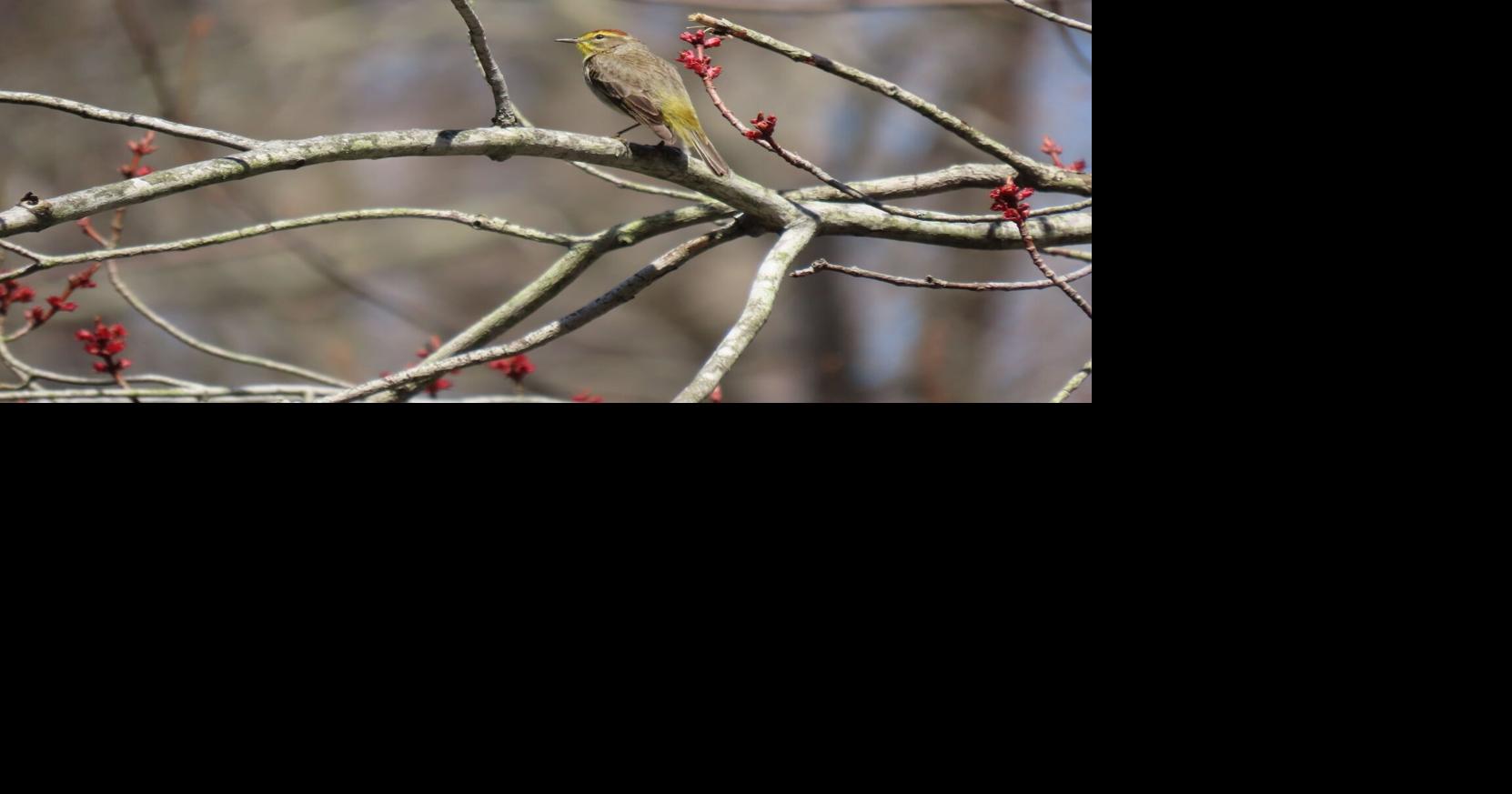 Genesee Valley Birding Cup begins Friday | News | thedailynewsonline.com