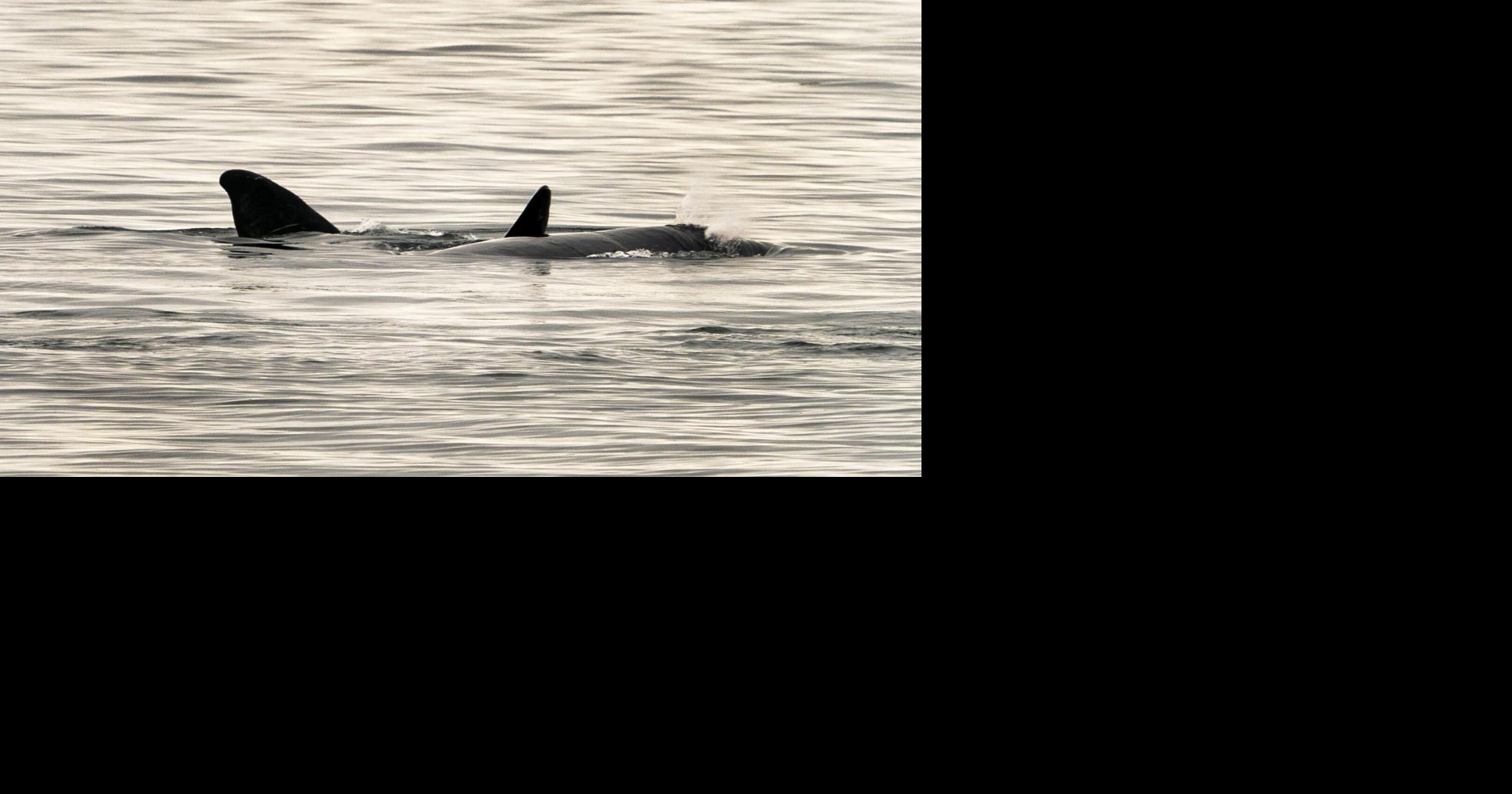 The need for speed? Feds want boats to slow down to protect whales ...