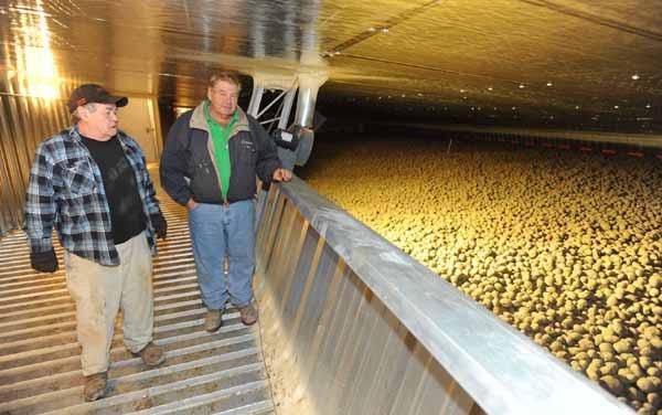 Gainesville potato farm building for a better chip | News ...