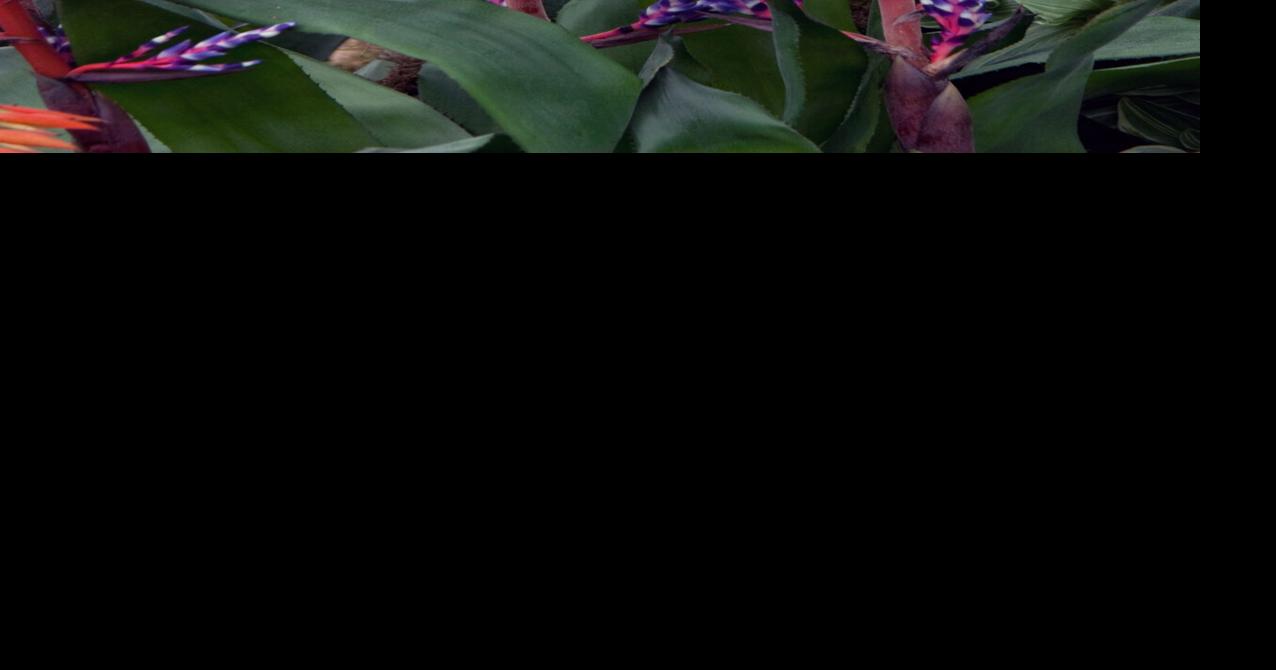 Master Gardener: Exploring the world of Bromeliads | Lifestyles ...