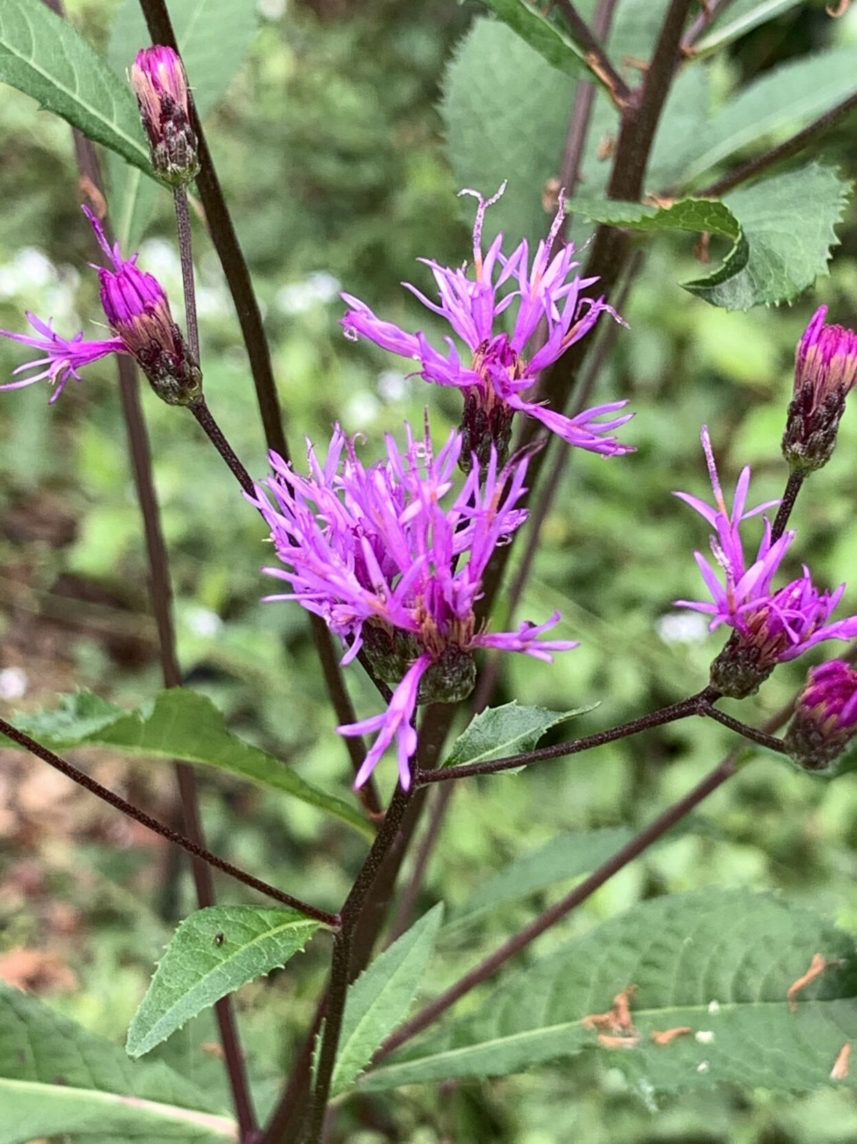 Master Gardener: Ironweed stands tall in the garden | Lifestyles ...
