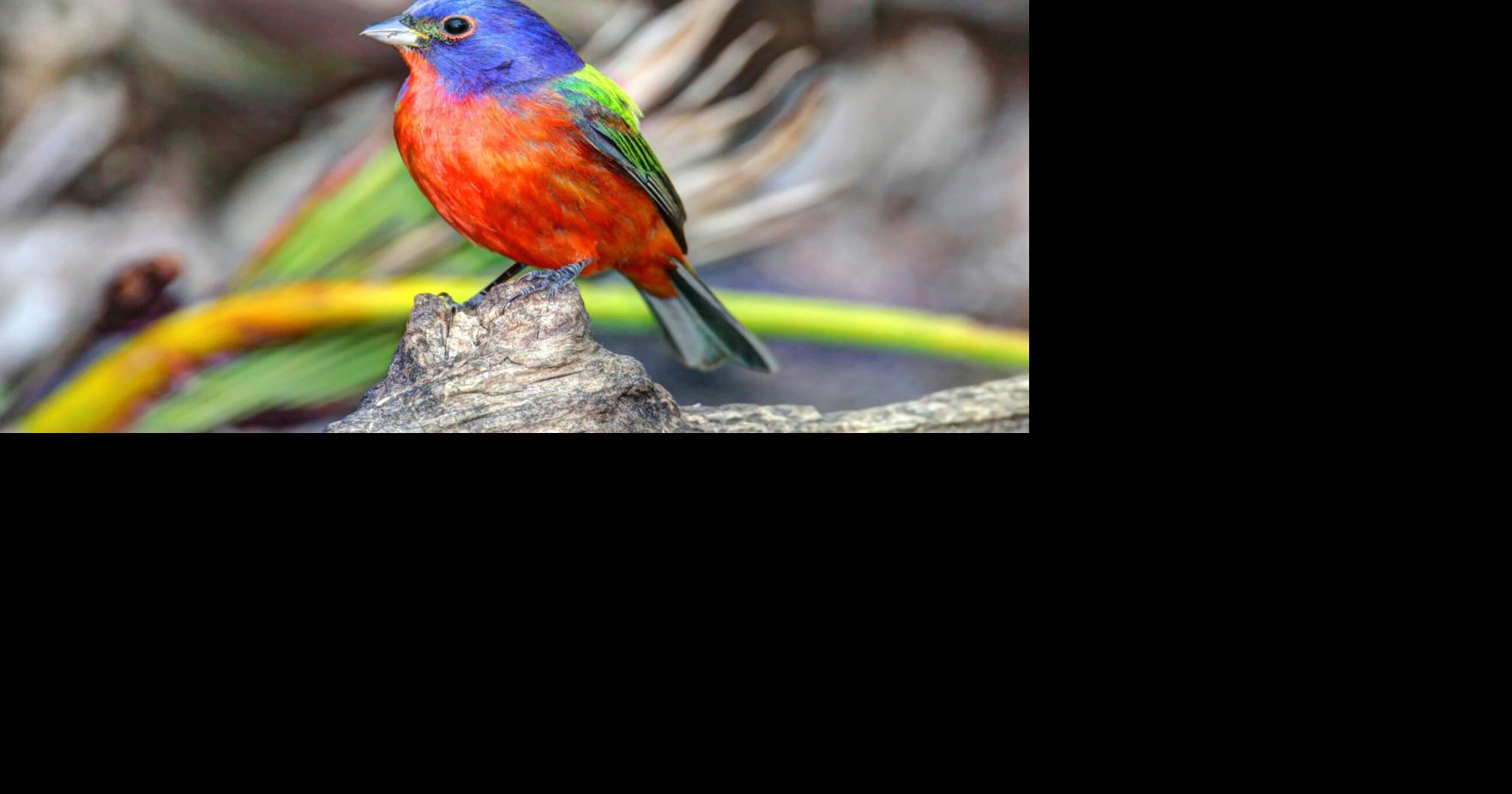 Rare, ‘rock star’ bird drawing feather fans to Raleigh | Lifestyles ...