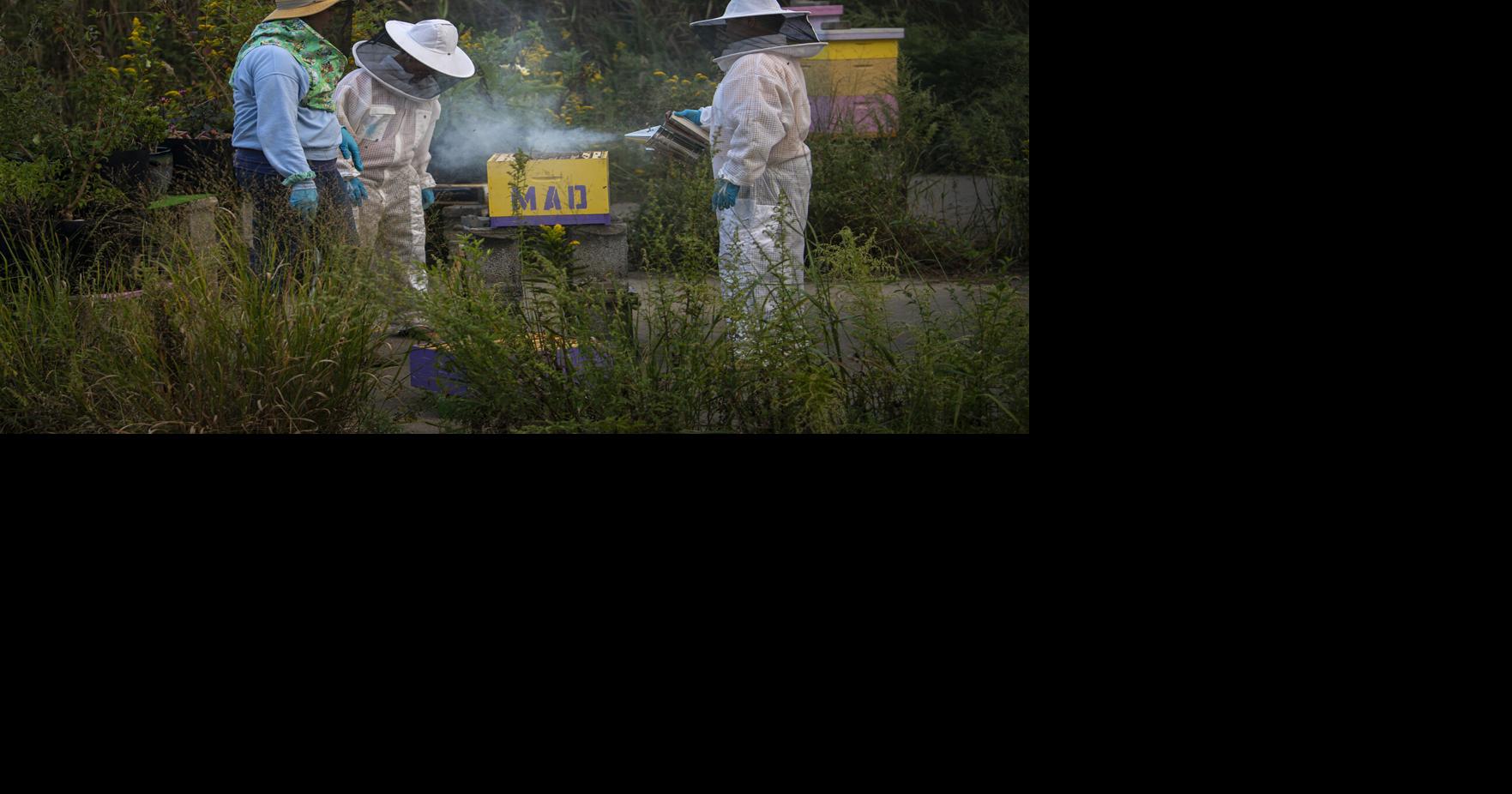 Could bees help relieve stress? A Temple researcher thinks so ...