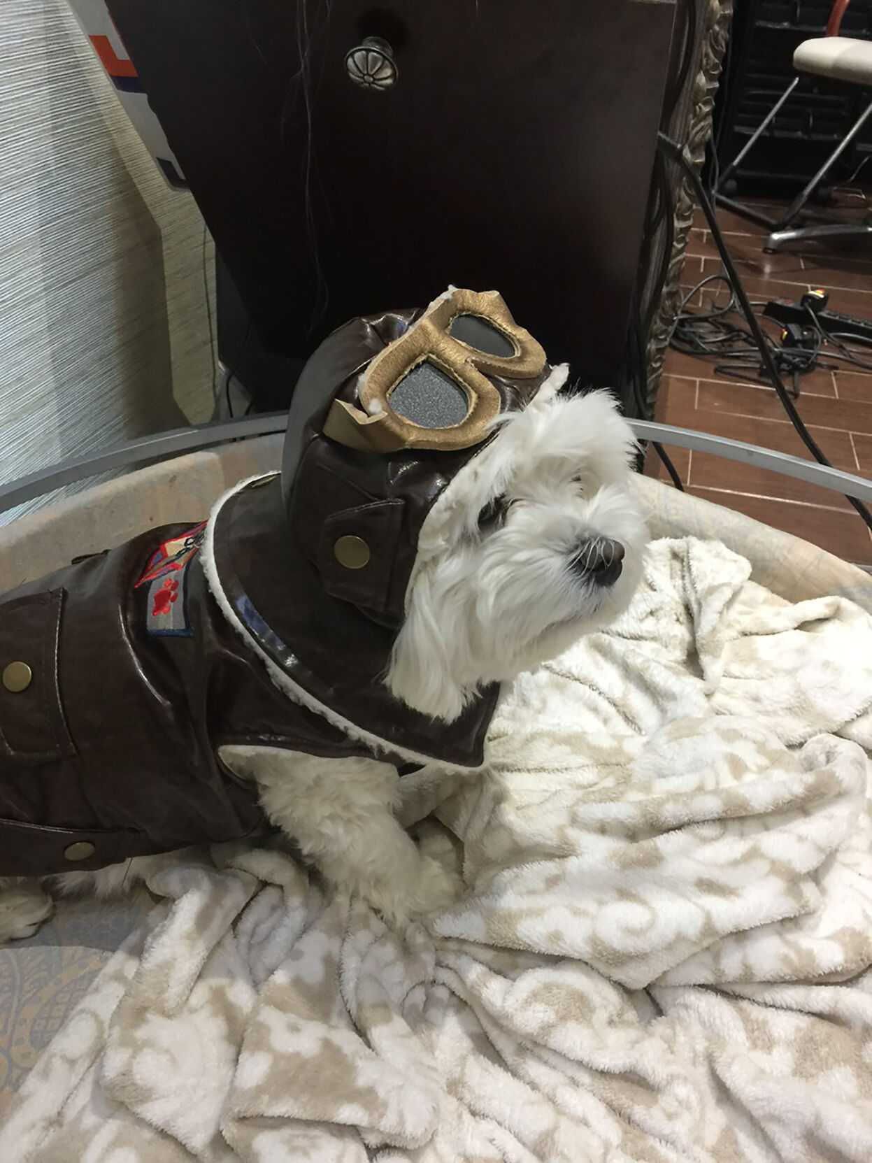 Jerry Zezima: Canine clothing conspiracy | Lifestyles ...